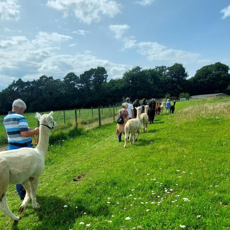 Alpaca Trekking near York | Alpaca Walking Experience