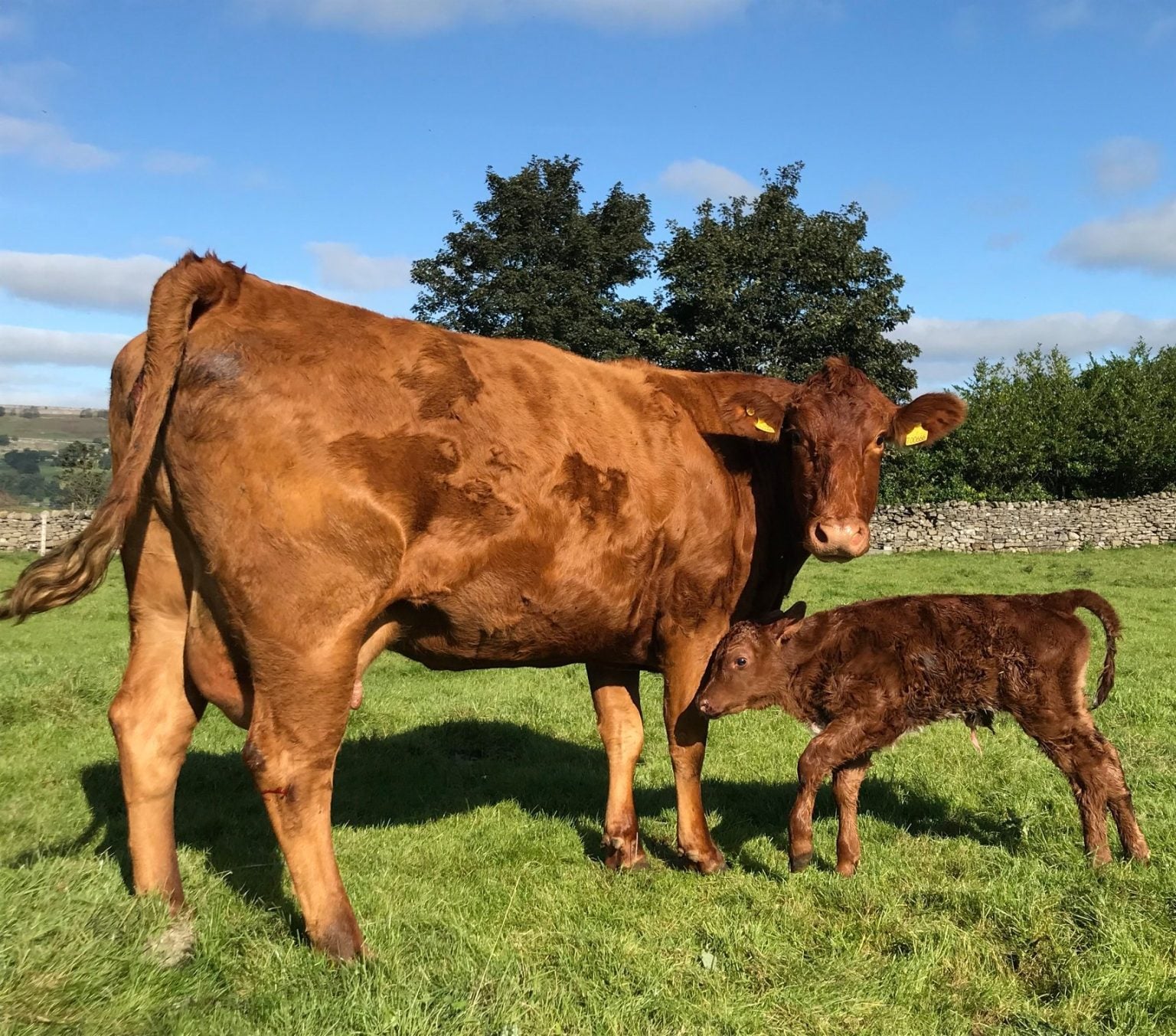 Wensleydale Farming Experience for a Family of Four